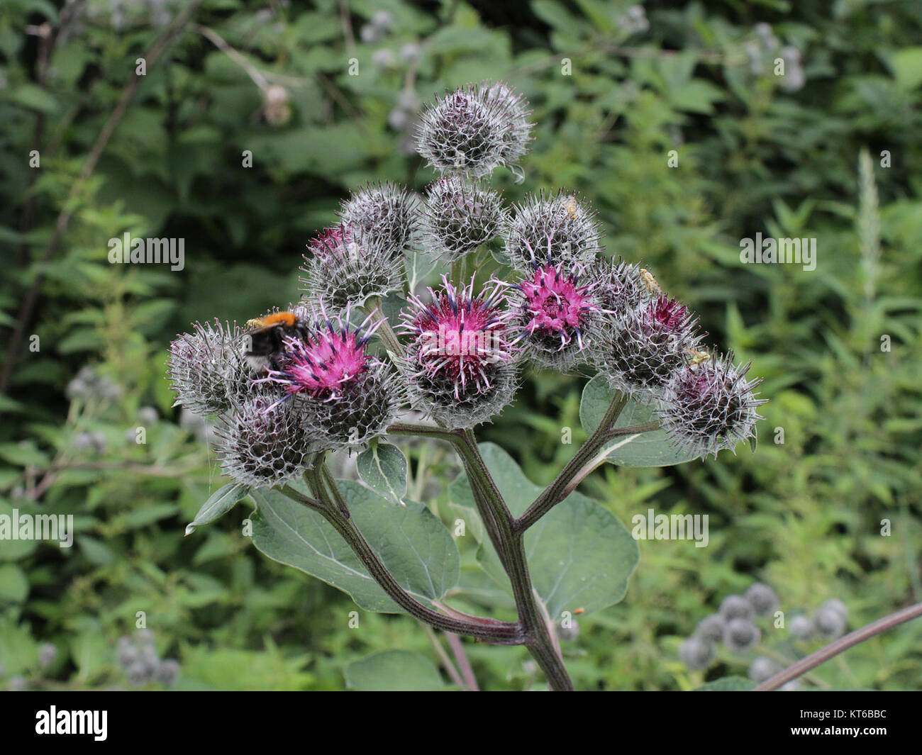 This image shows the plant species Arctium tomentosum, commonly known ...
