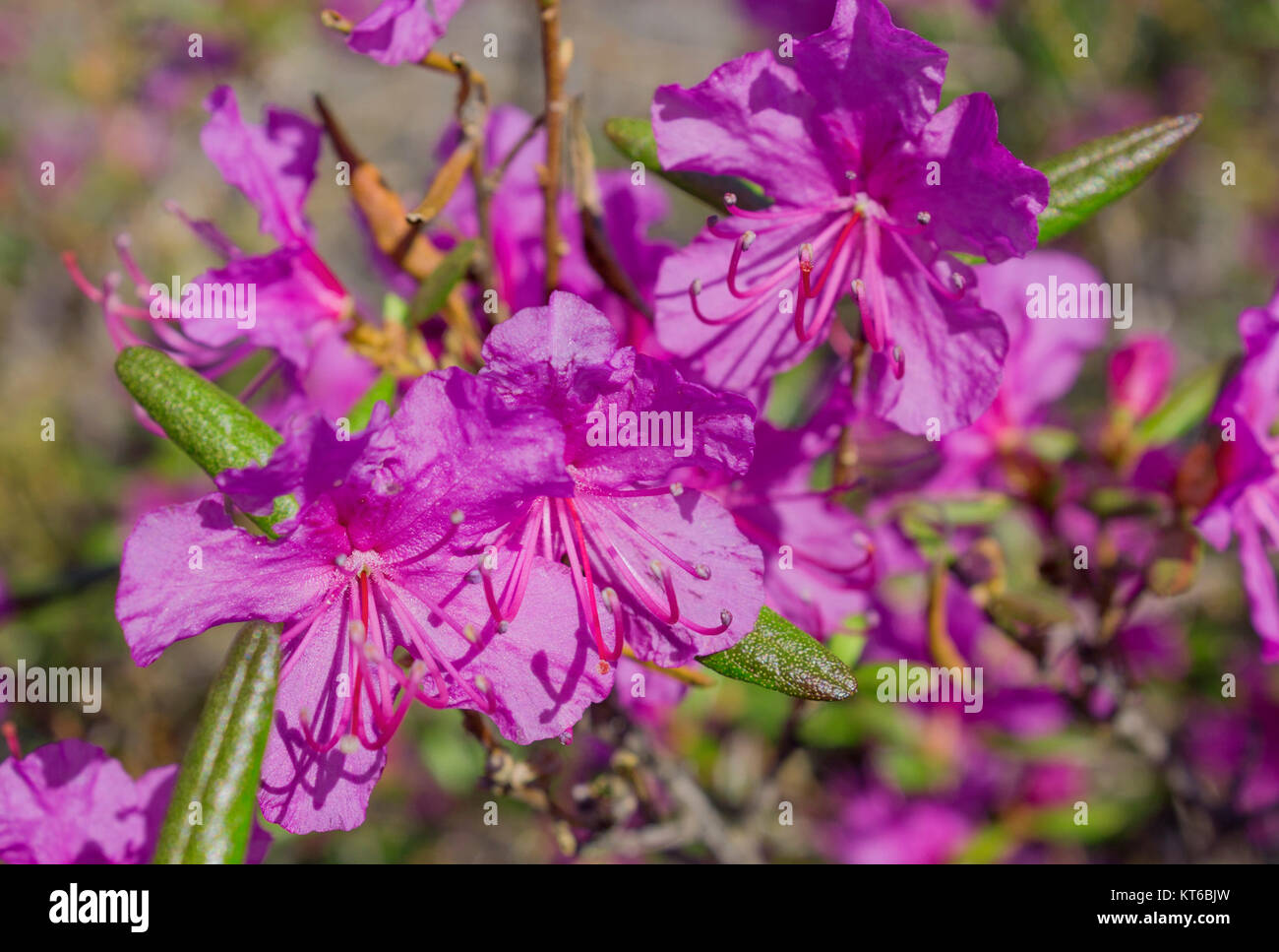 Flower Ledum palustre Rhododendron tomentosum plant close up Stock ...