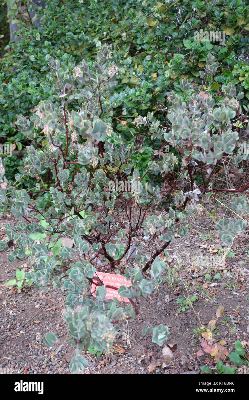 Arctostaphylos gabilanensis, or Gabilan Manzanita, is a rare plant ...