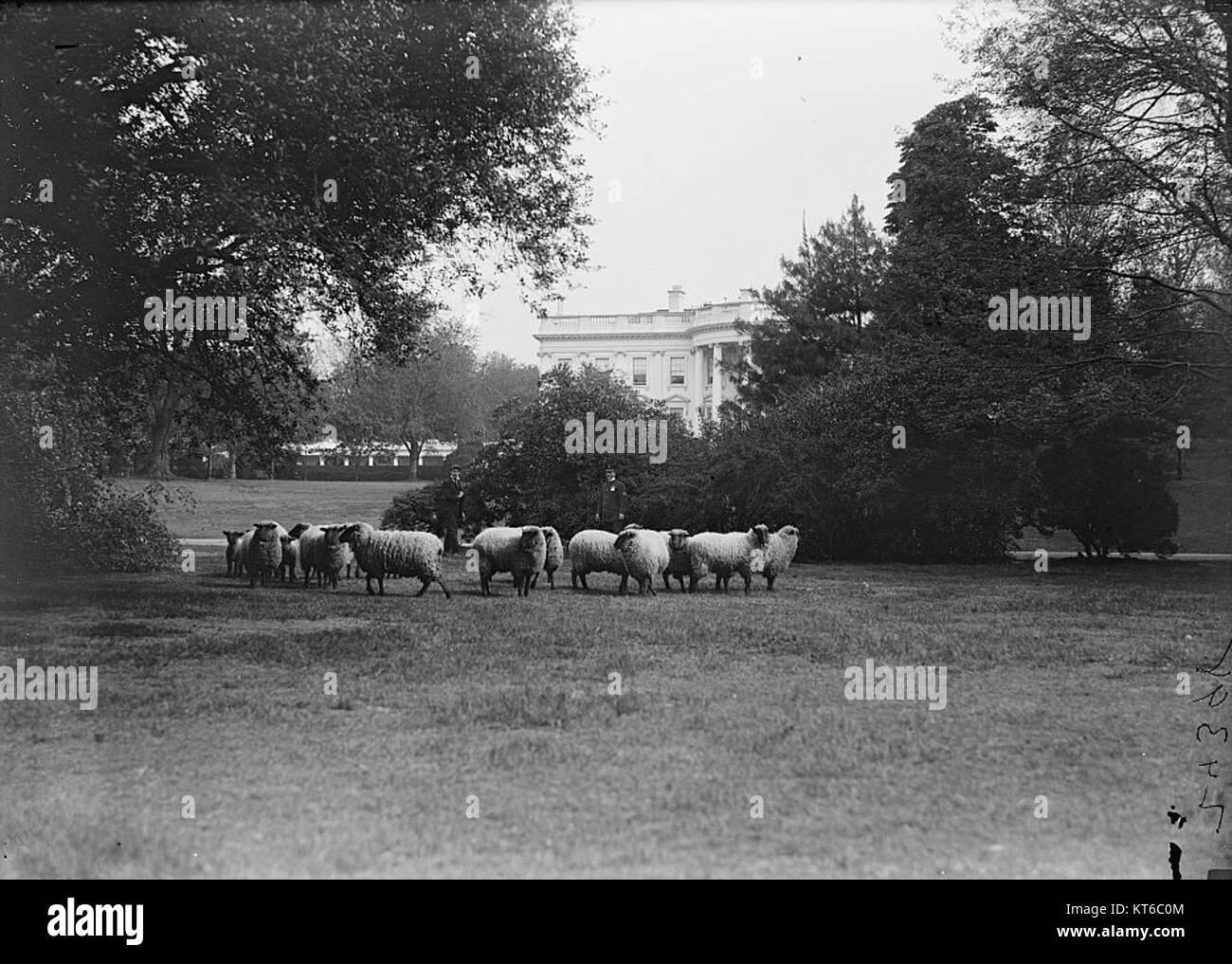 Sheep vintage house hi-res stock photography and images - Alamy