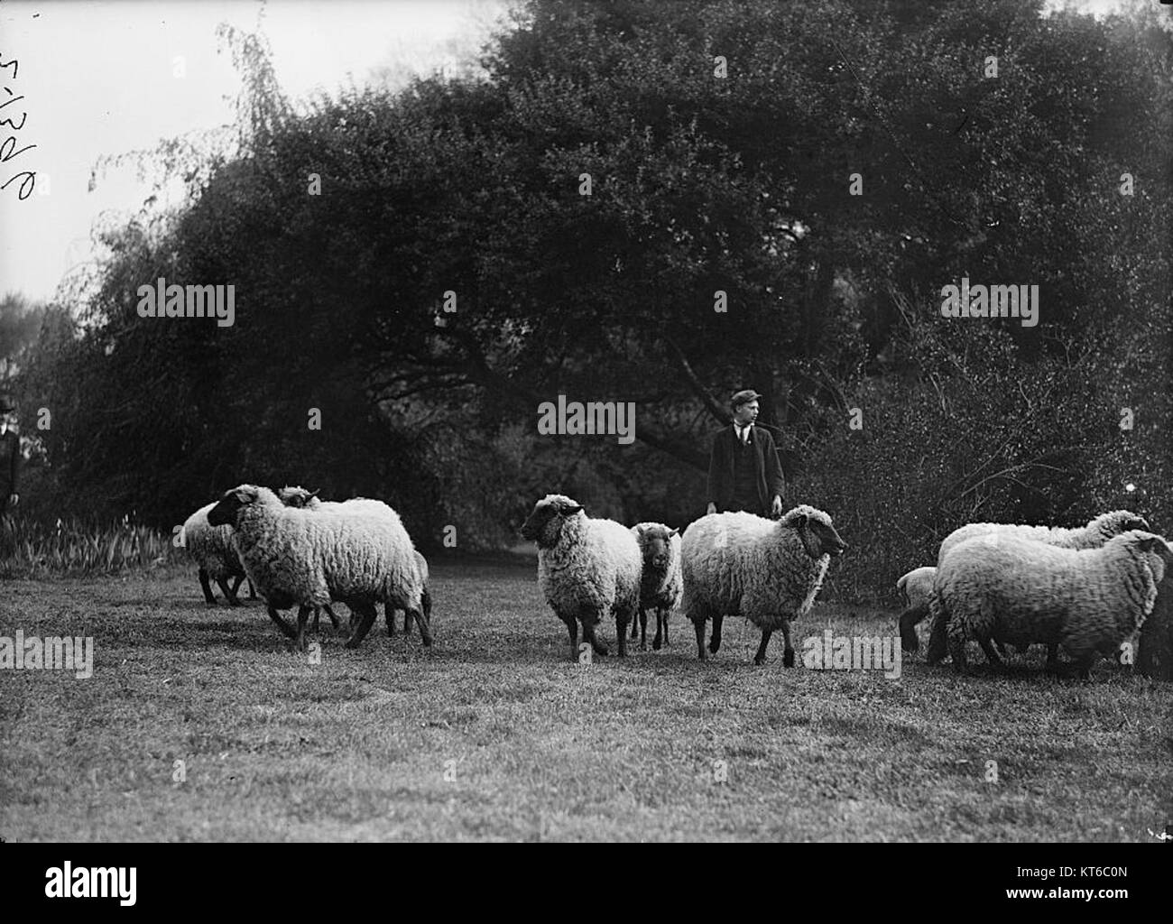 This photograph features sheep grazing on the lawn of the White House ...