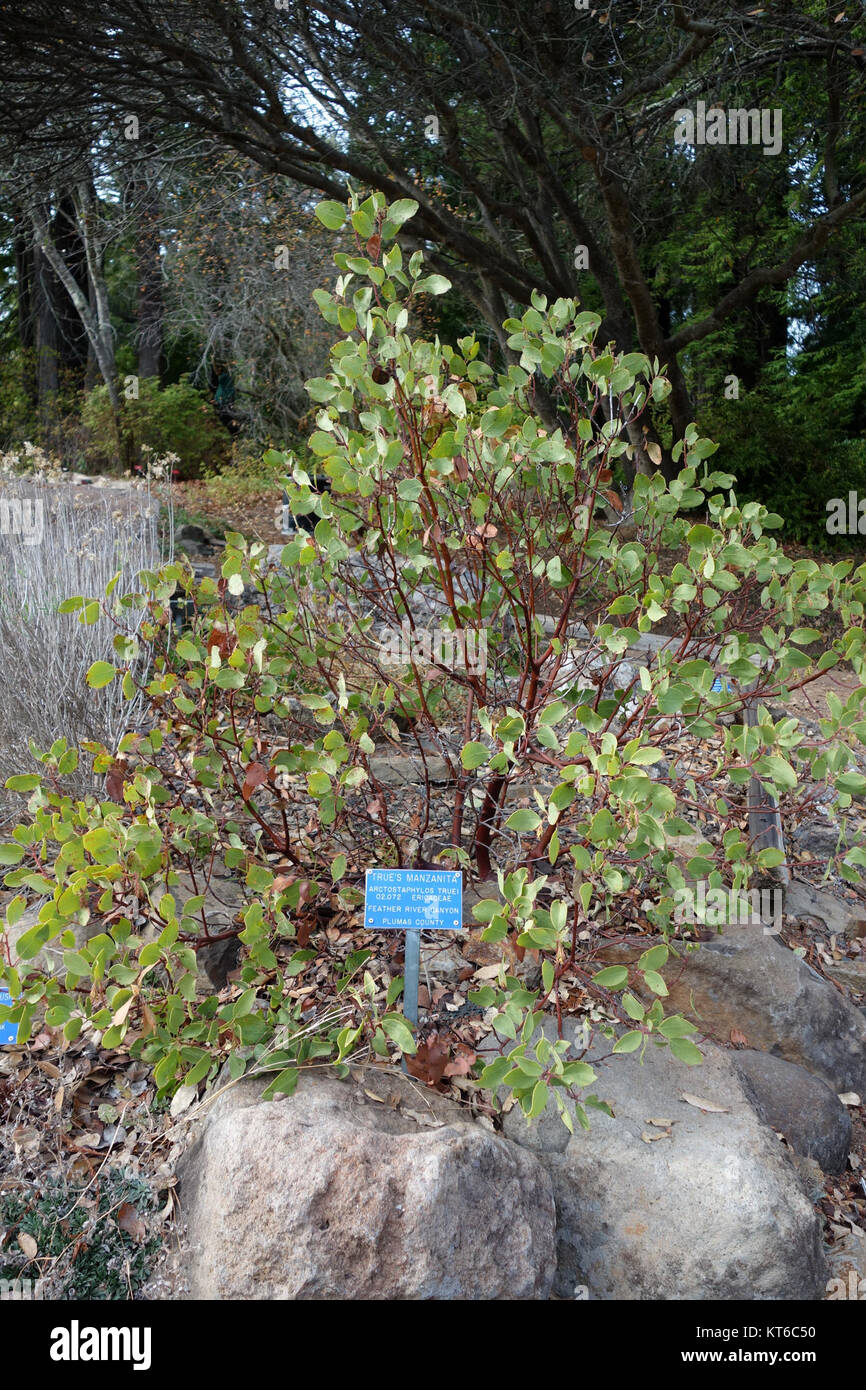 Arctostaphylos truei, a species of manzanita, is displayed in the ...