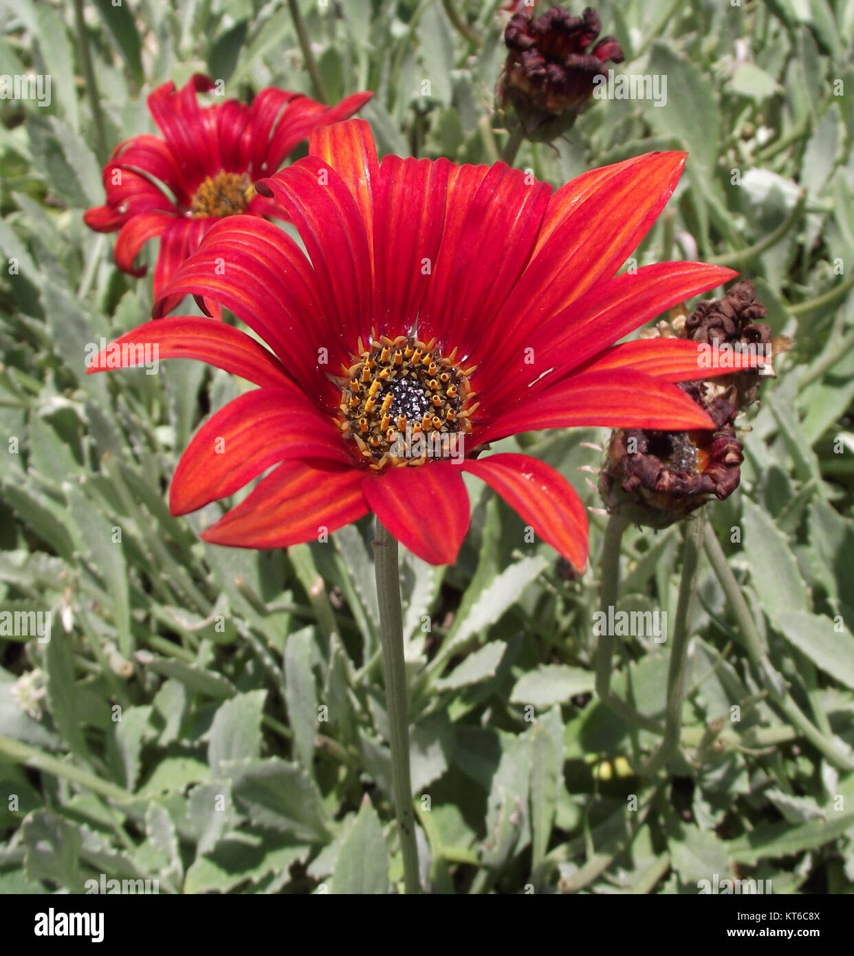 Arctotis 'Sunspot Orange' is a vibrant flower known for its striking ...