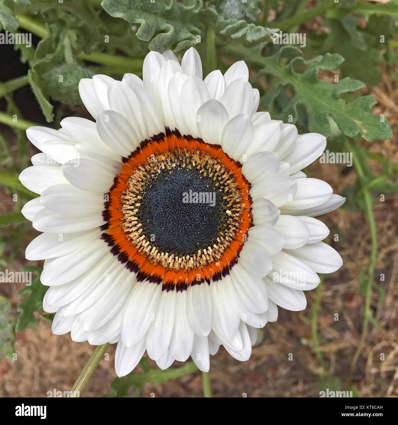 Arctotis fastuosa hi-res stock photography and images - Alamy