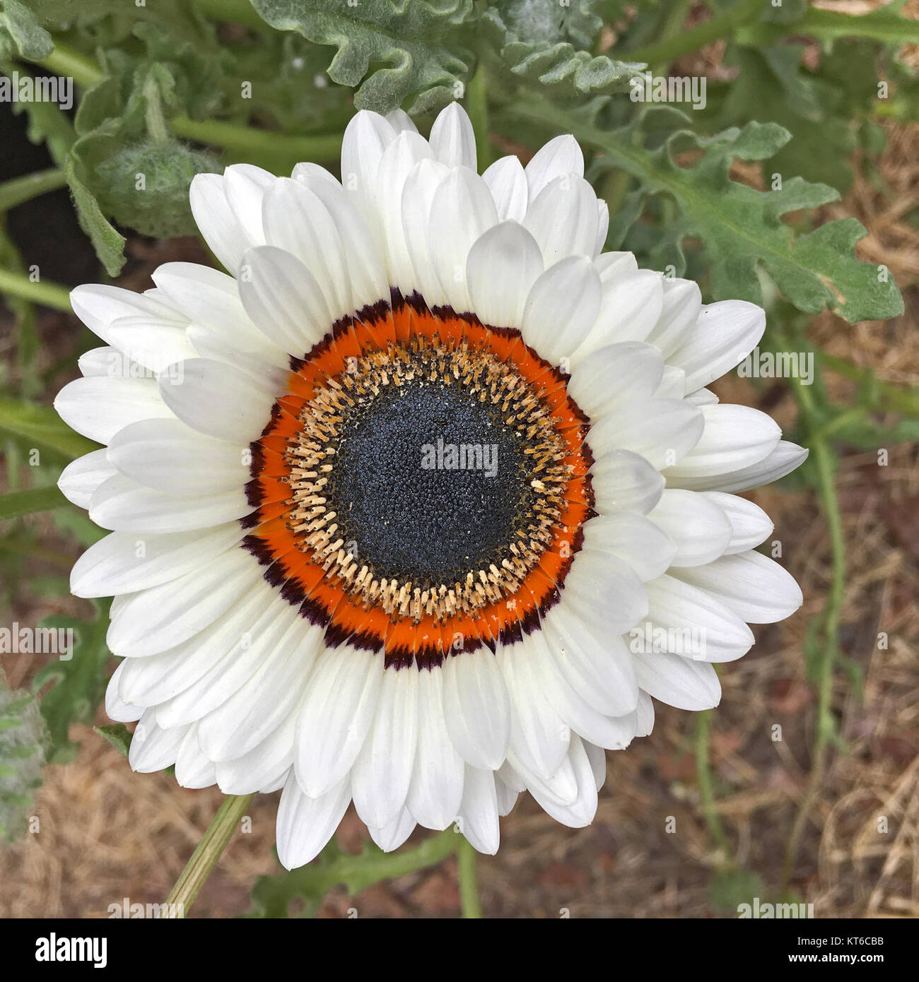 Arctotis fastuosa-IMG 3142 Stock Photo - Alamy