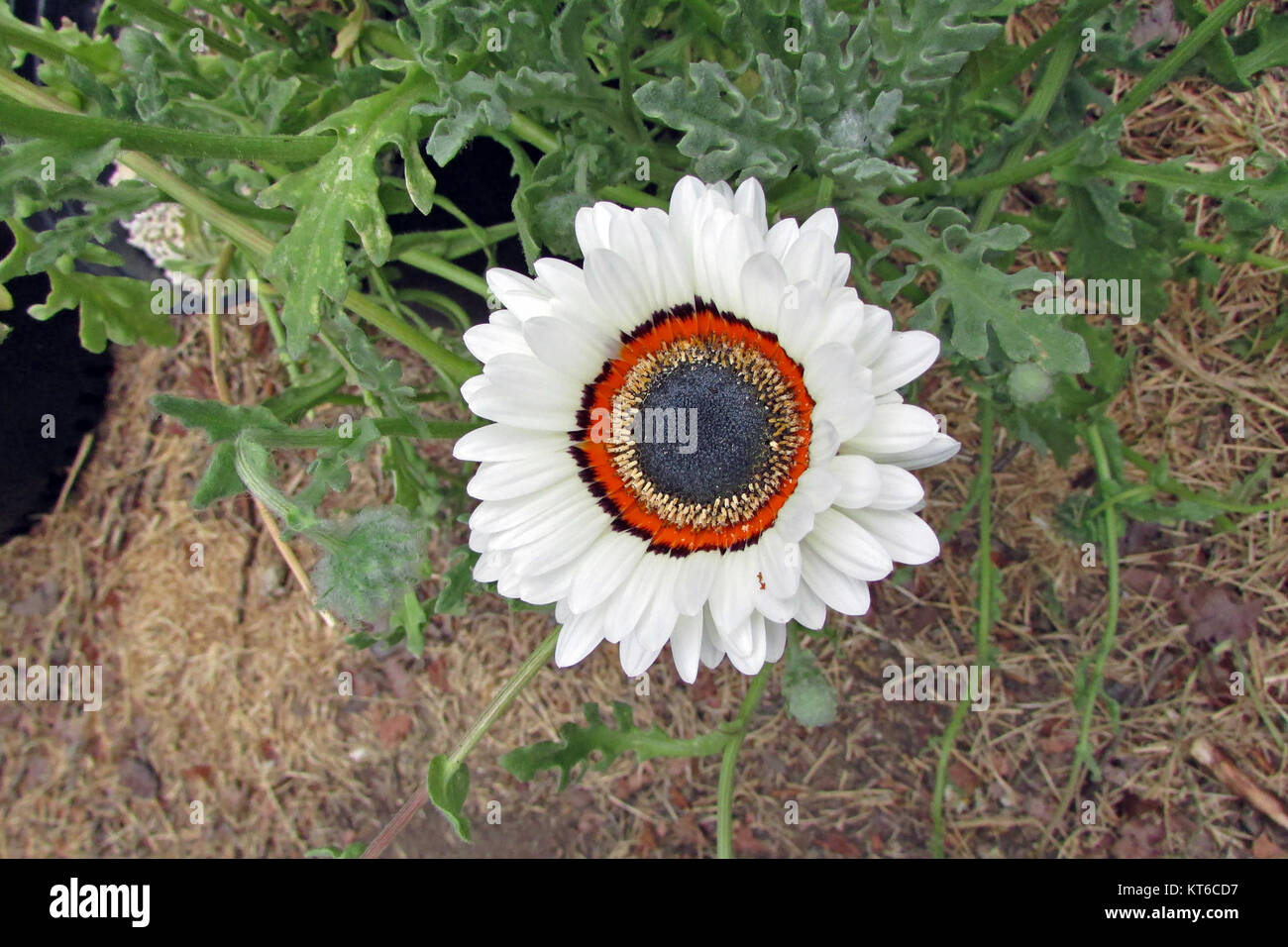 Arctotis fastuosa, also known as the African daisy, is a vibrant ...