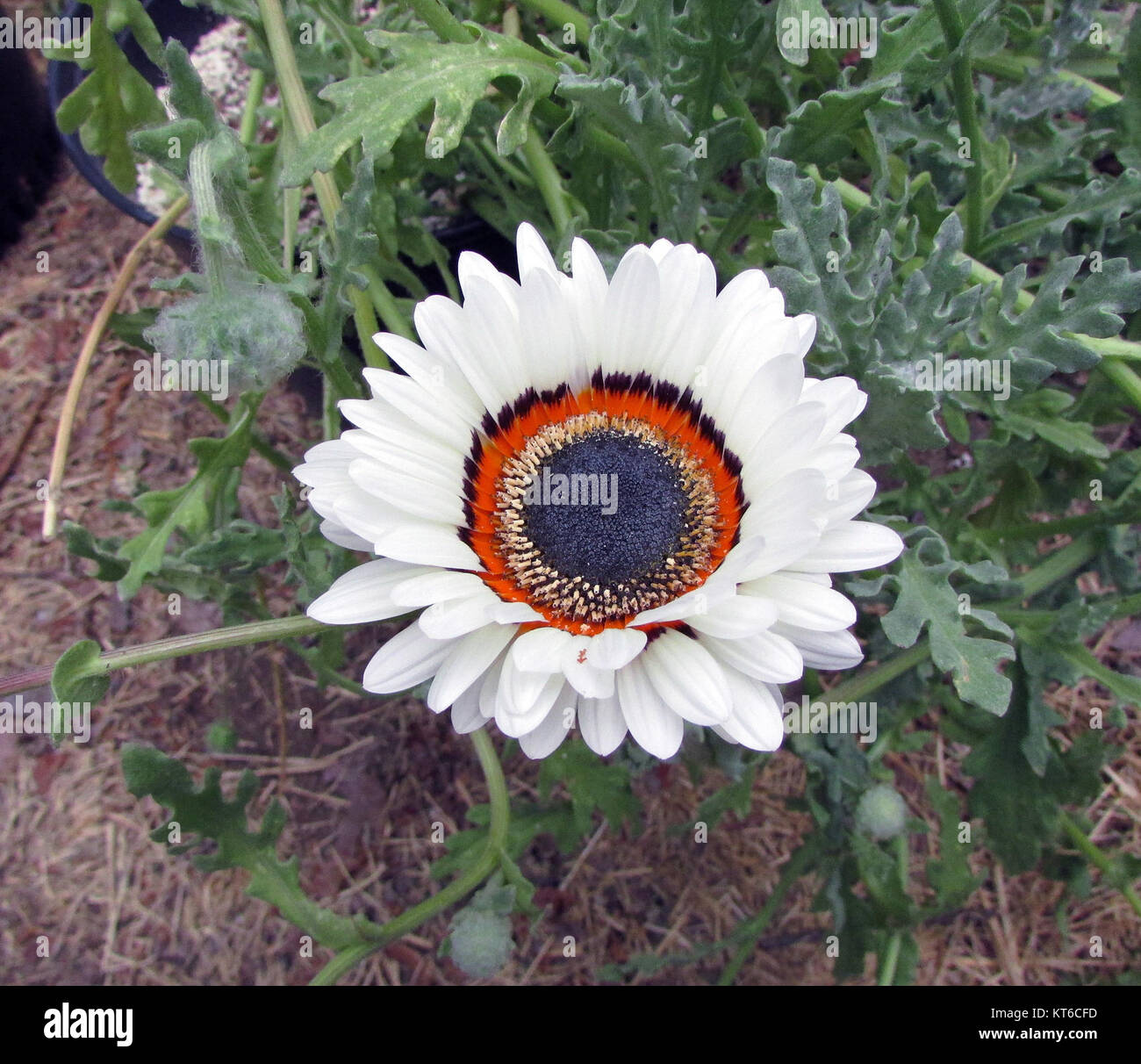 Arctotis fastuosa, commonly known as the African daisy, is a colorful ...