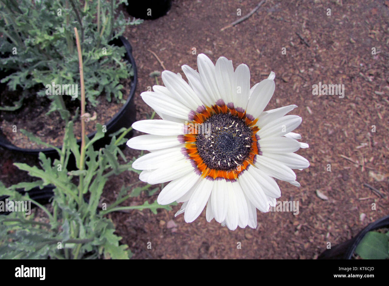 Arctotis fastuosa, commonly known as the Cape-daisy, is a flowering ...