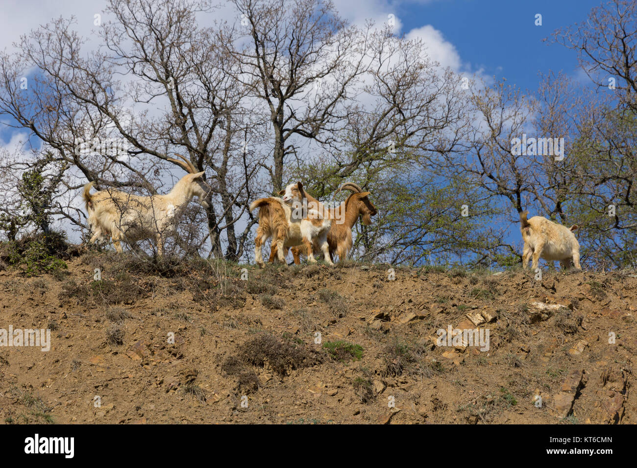 Herd of mountain goats on the slopes in the bushes Stock Photo - Alamy