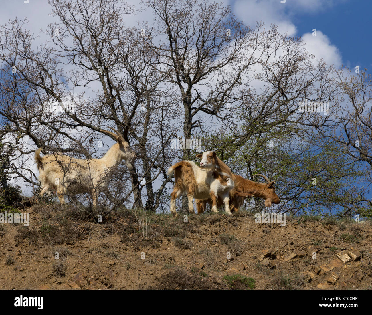 White goat logan pass hi-res stock photography and images - Alamy