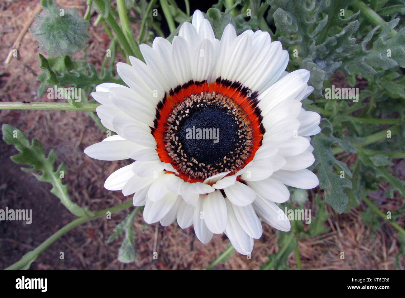 Arctotis Fastuosa High Resolution Stock Photography and Images - Alamy