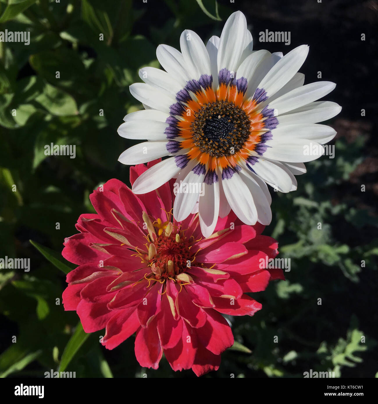This image shows a close-up of Arctotis fastuosa, also known as the ...