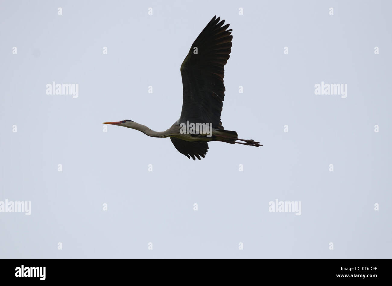 Grey bird large hi-res stock photography and images - Alamy