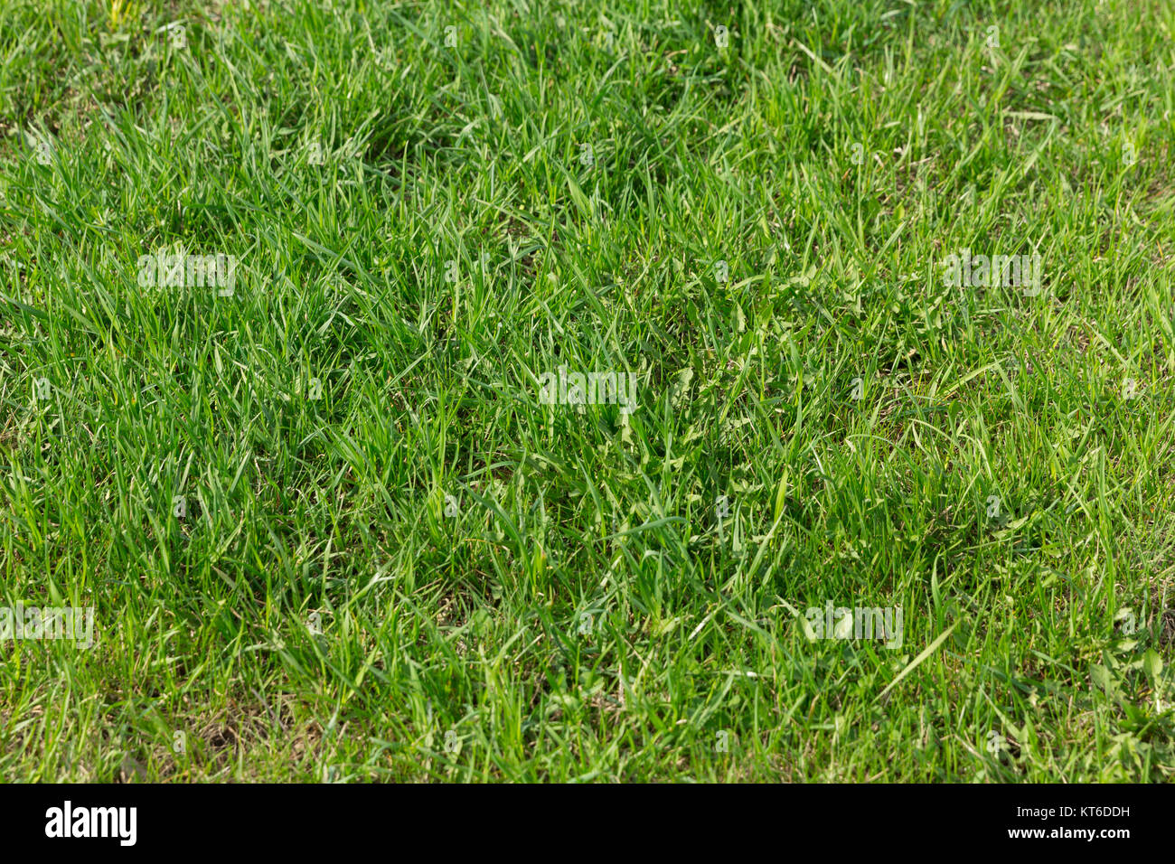 Lush green grass on the soccer field Stock Photo - Alamy