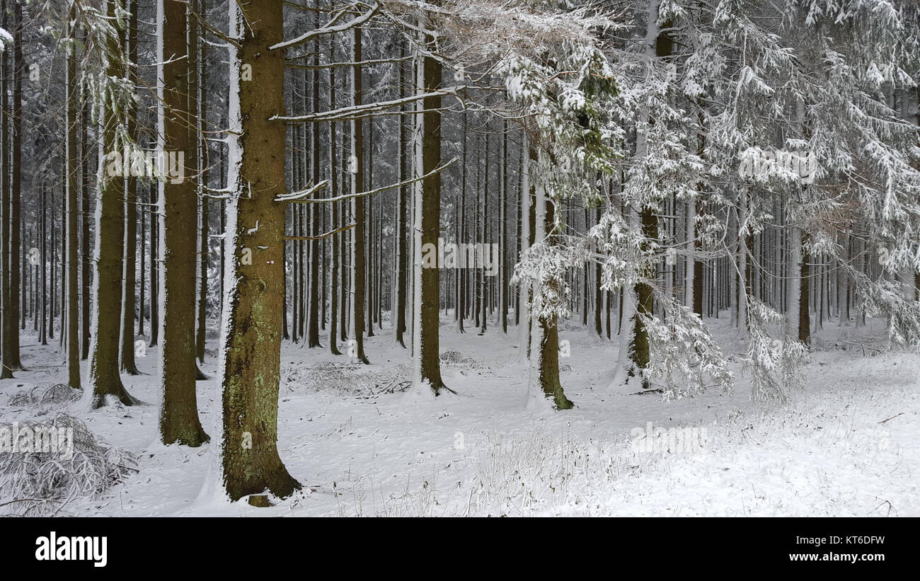 Trees in winter ardennes hi-res stock photography and images - Alamy