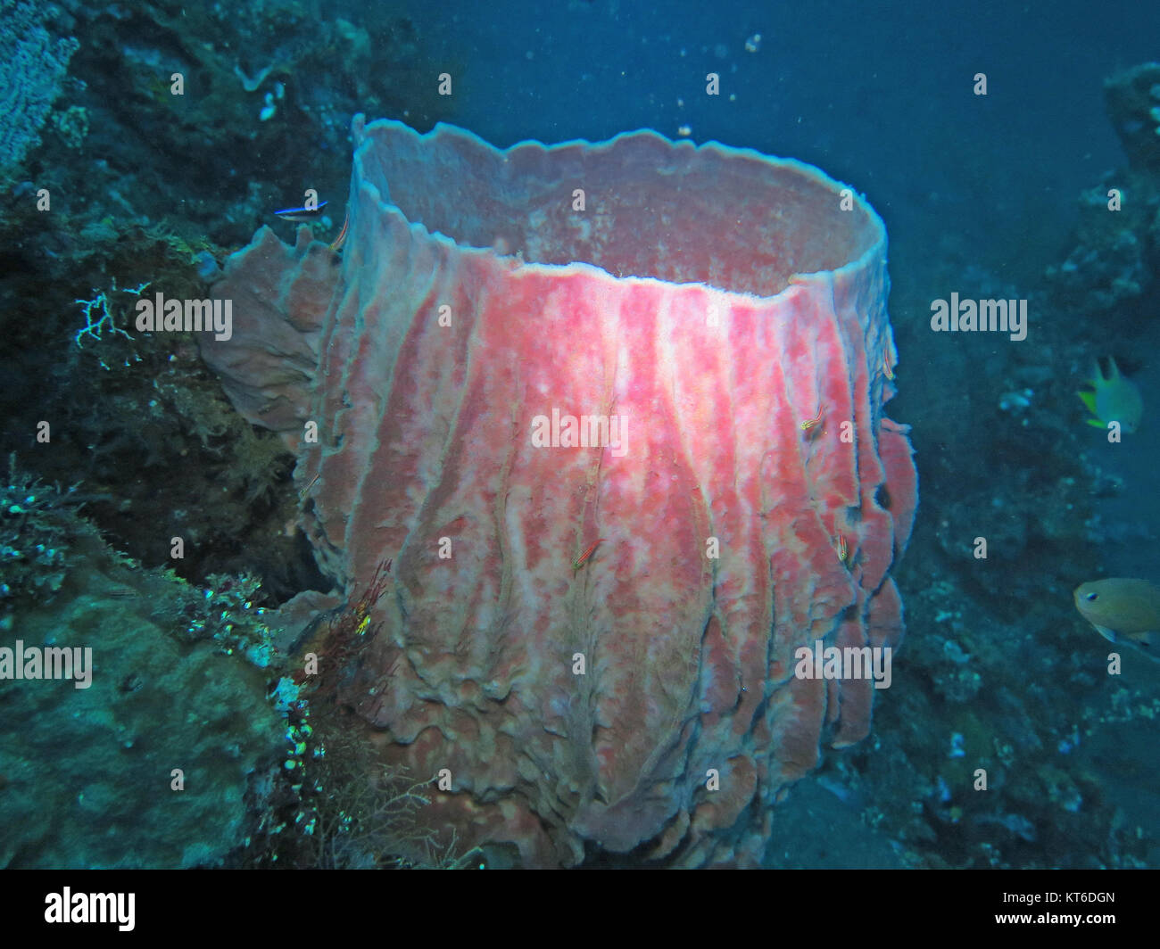 Thriving coral reef alive with marine life and shoals of fish, Bali ...