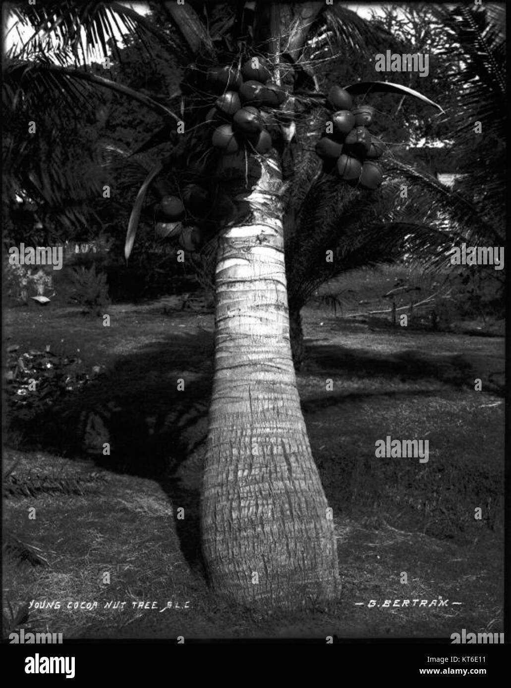 Coconut tree Black and White Stock Photos & Images - Alamy
