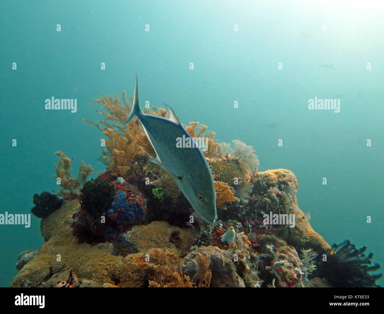 Thriving coral reef alive with marine life and fish, Bali Stock Photo ...