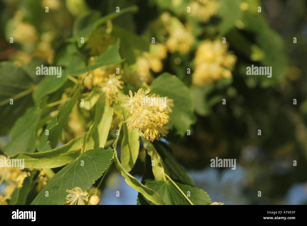 Linden tree in bloom, against a green leave Stock Photo - Alamy