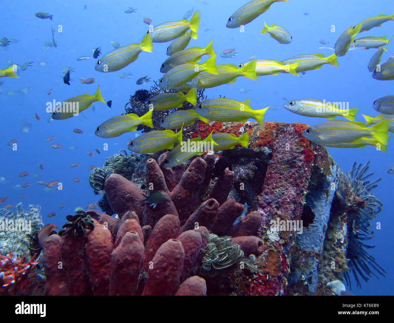 Thriving coral reef alive with marine life and fish, Bali Stock Photo ...