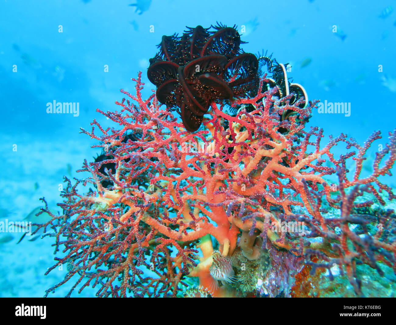 Alive Coral Reef