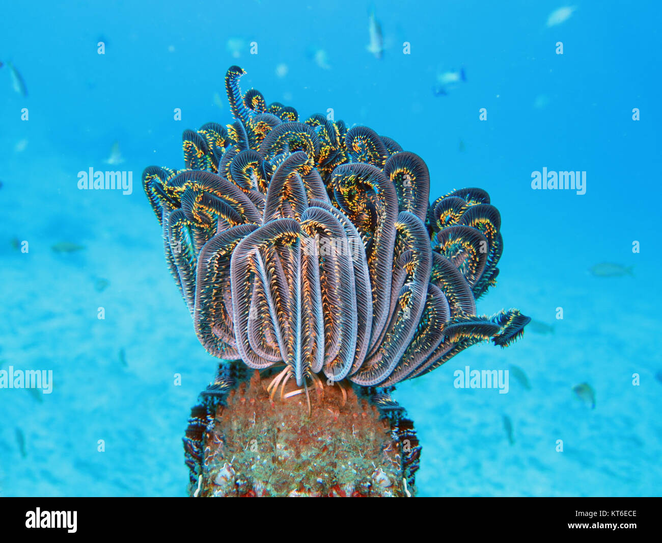 Thriving coral reef alive with marine life and shoals of fish, Bali ...