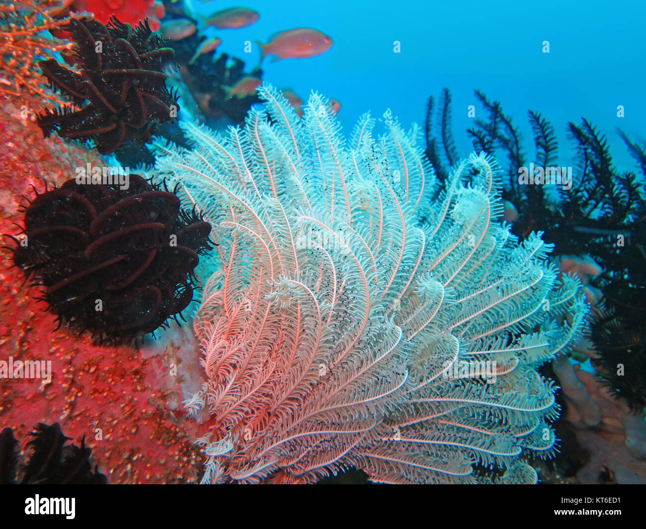Thriving coral reef alive with marine life and shoals of fish, Bali ...