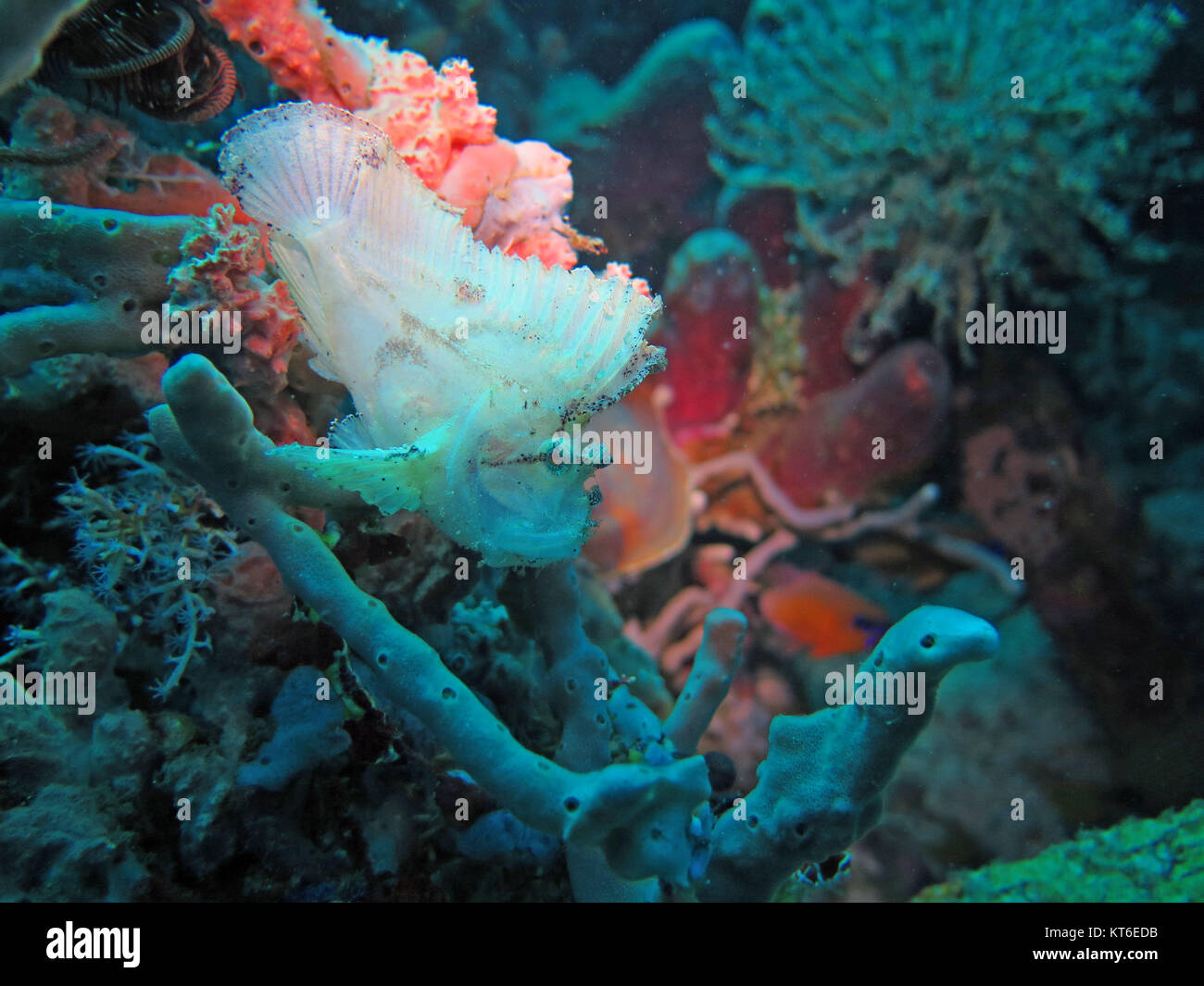 Thriving coral reef alive with marine life and fish, Bali Stock Photo ...