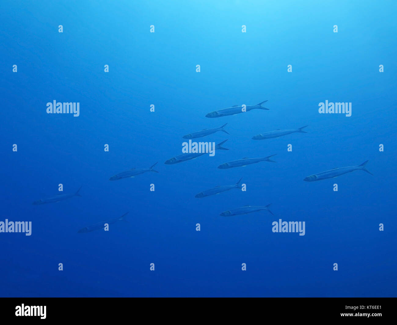 School of fish on a background of blue sea underwater Stock Photo - Alamy