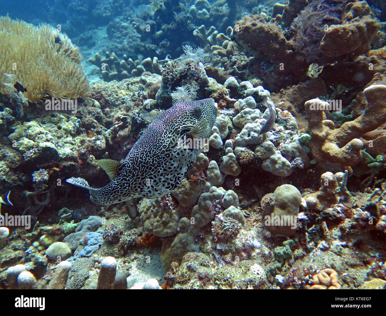 Thriving coral reef alive with marine life and fish, Bali Stock Photo ...
