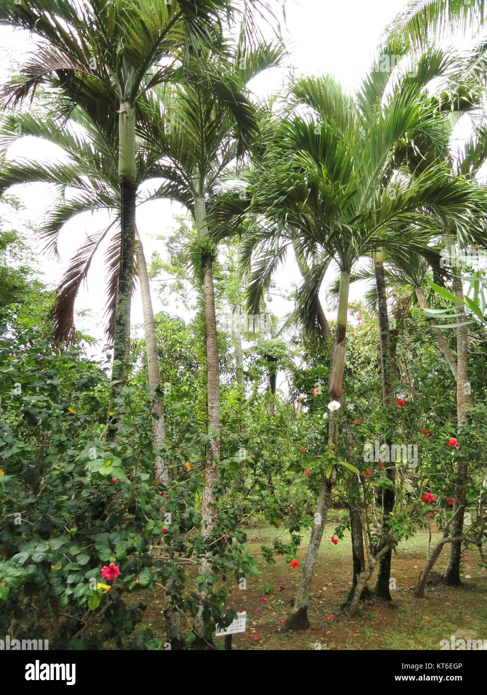 Areca catechu, commonly known as the betel nut palm, is a tropical ...