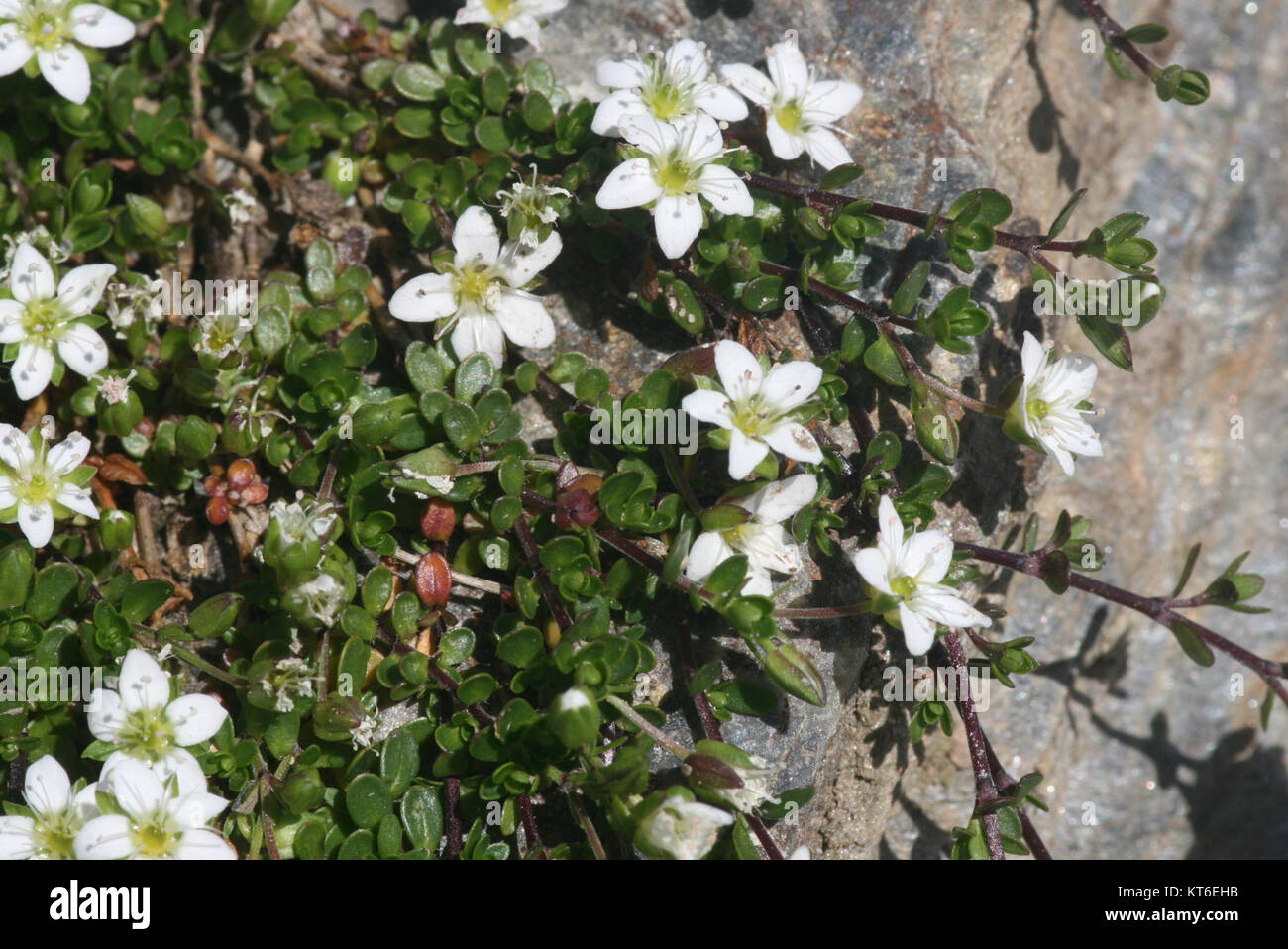 Two flowered sandwort hi-res stock photography and images - Alamy