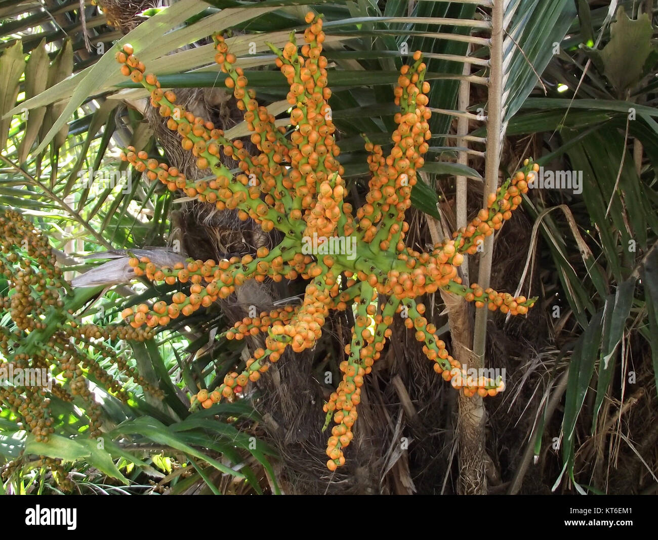 Arenga hi-res stock photography and images - Alamy