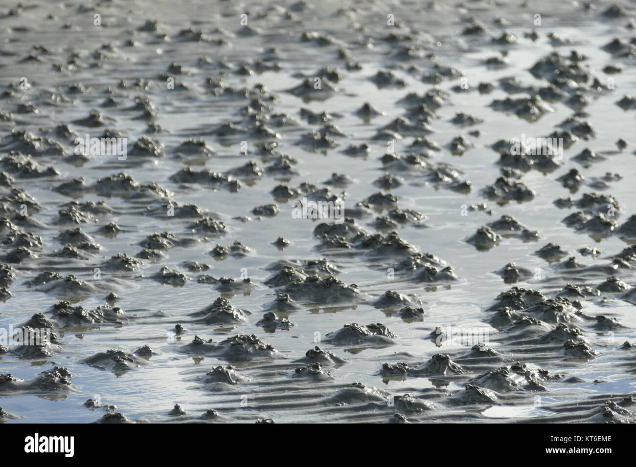 Lugworm sandworm arenicola marina burrow hi-res stock photography and ...