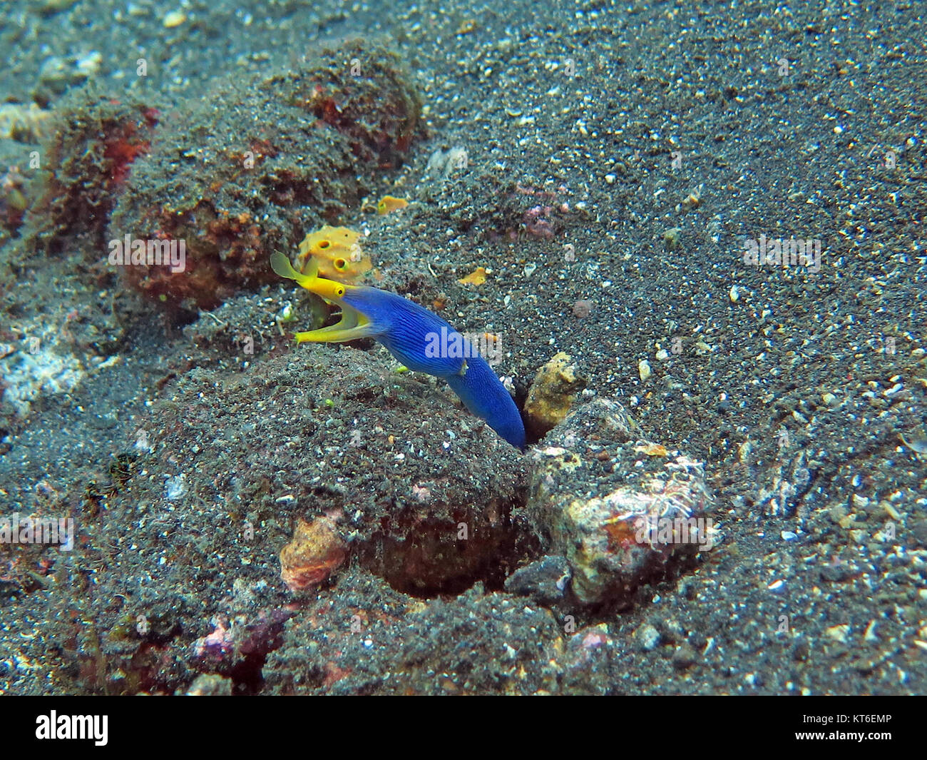 Thriving coral reef alive with marine life and fish, Bali Stock Photo ...