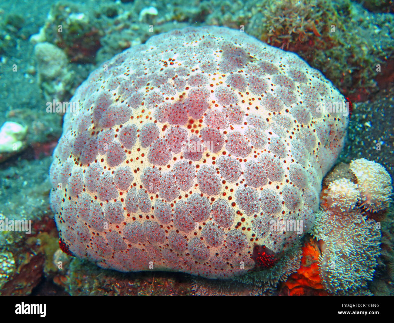 Thriving coral reef alive with marine life and shoals of fish, Bali ...