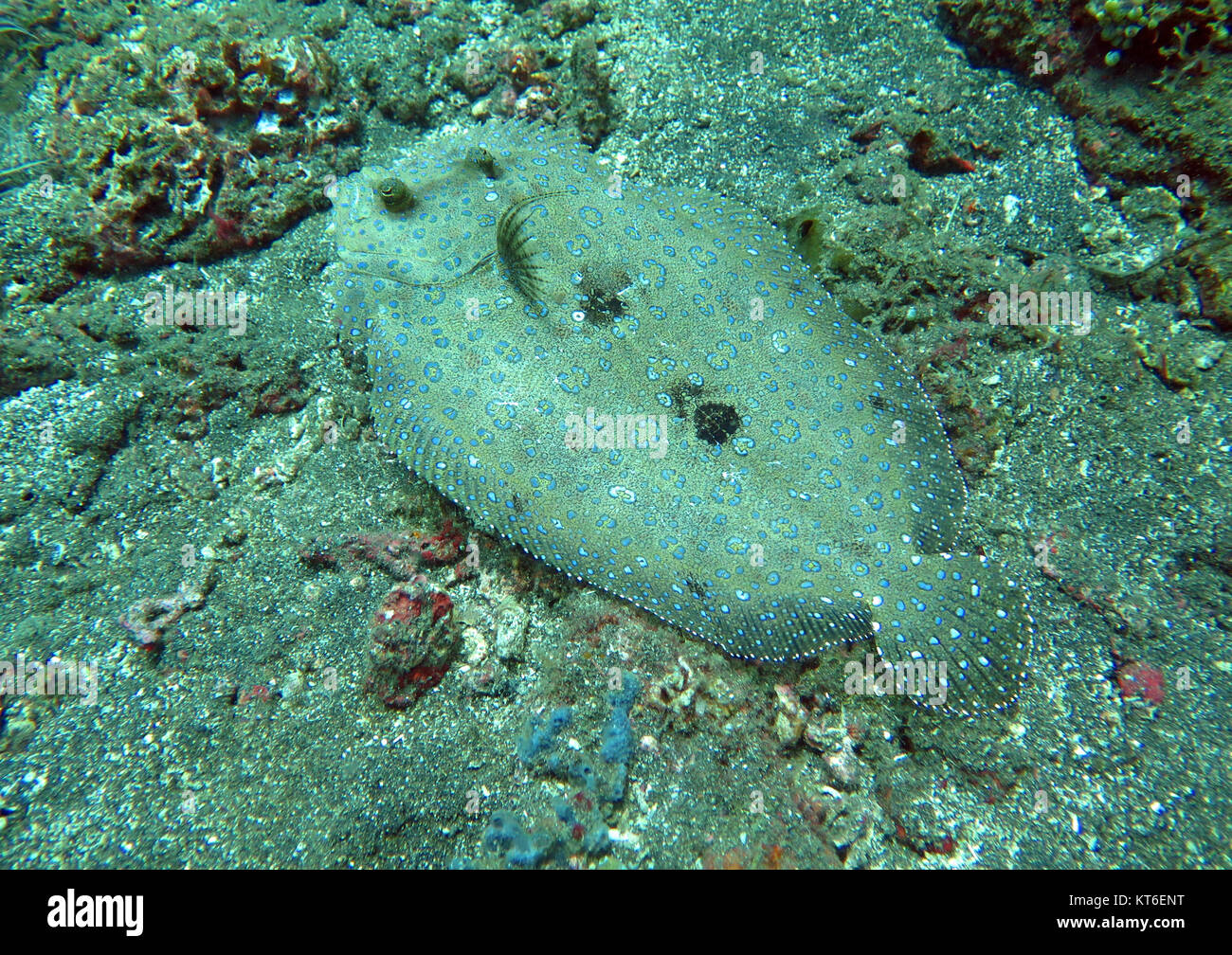 Flowery flounder Bothus mancus it is lying on the seabed Stock Photo ...