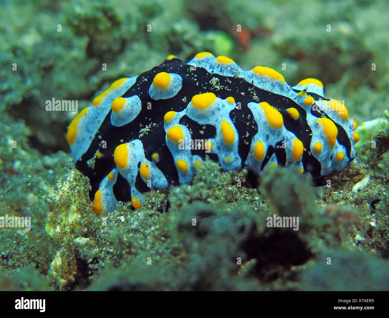 Thriving coral reef alive with marine life and fish, Bali Stock Photo ...