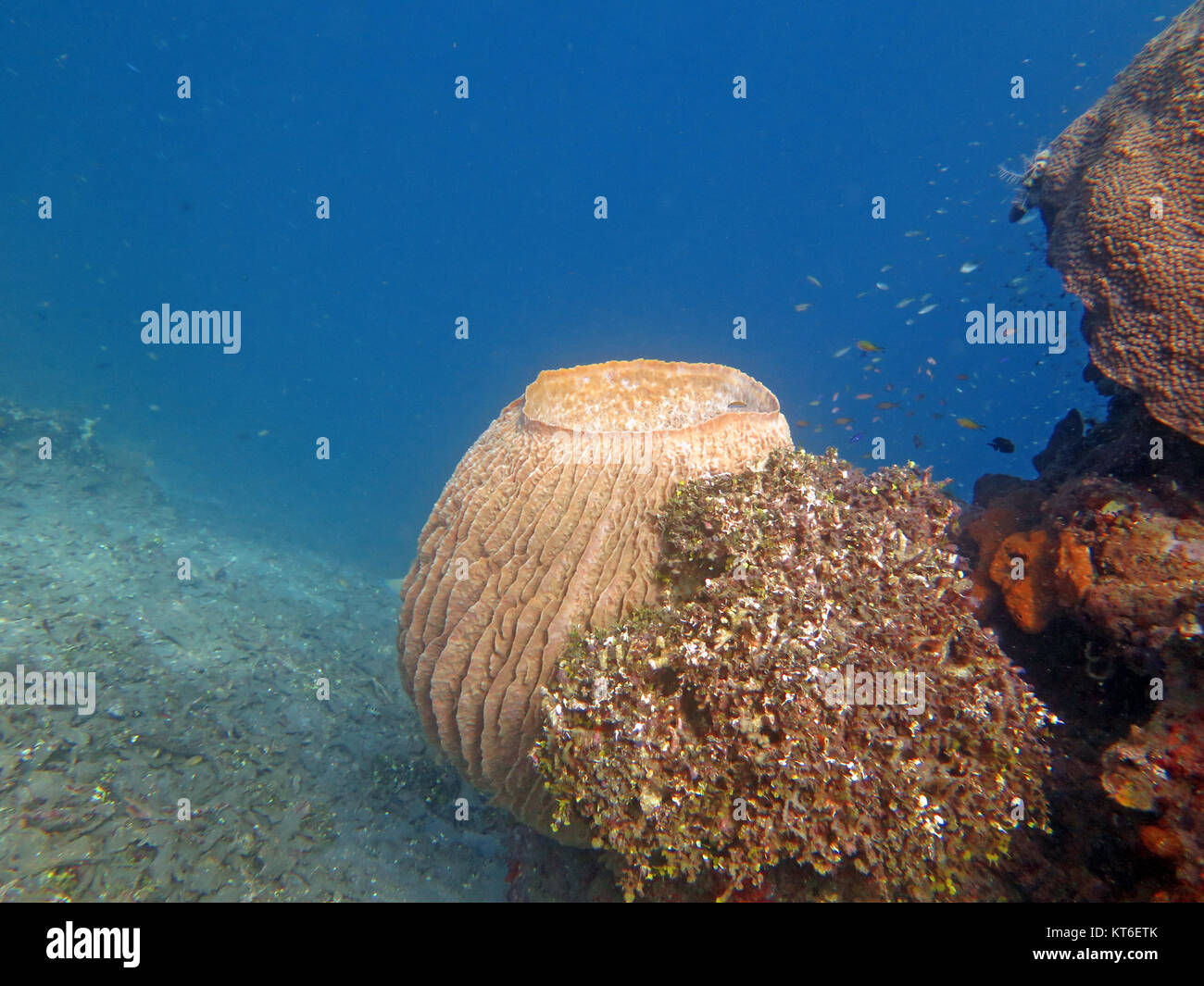 Thriving coral reef alive with marine life and shoals of fish, Bali ...
