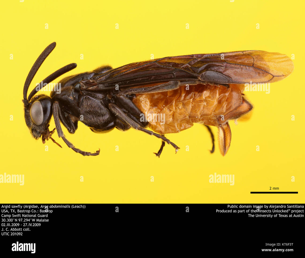 The Argid sawfly (Arge abdominalis), belonging to the Argidae family ...
