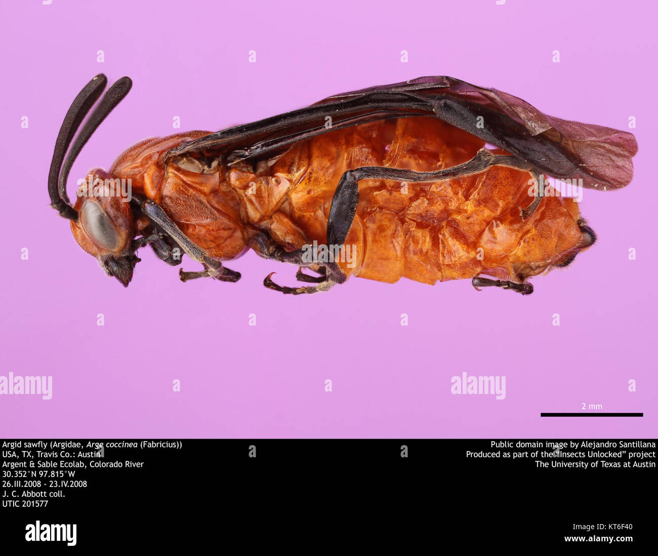 Argid sawfly (Argidae, Arge coccinea (Fabricius)) (36614020455 Stock ...