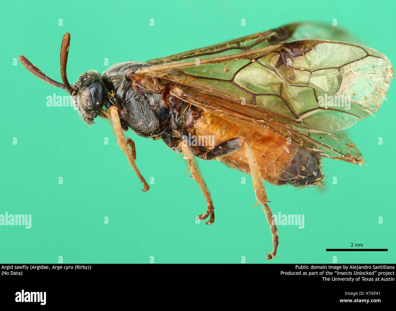 Argid sawfly (Argidae, Arge cyra (Kirby)) (36217553670 Stock Photo - Alamy