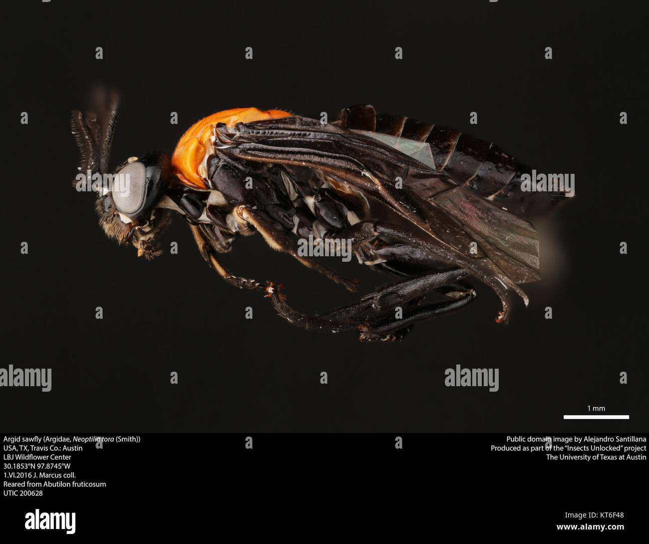The Argid sawfly (Neoptilia tora), a species in the Argidae family, is ...