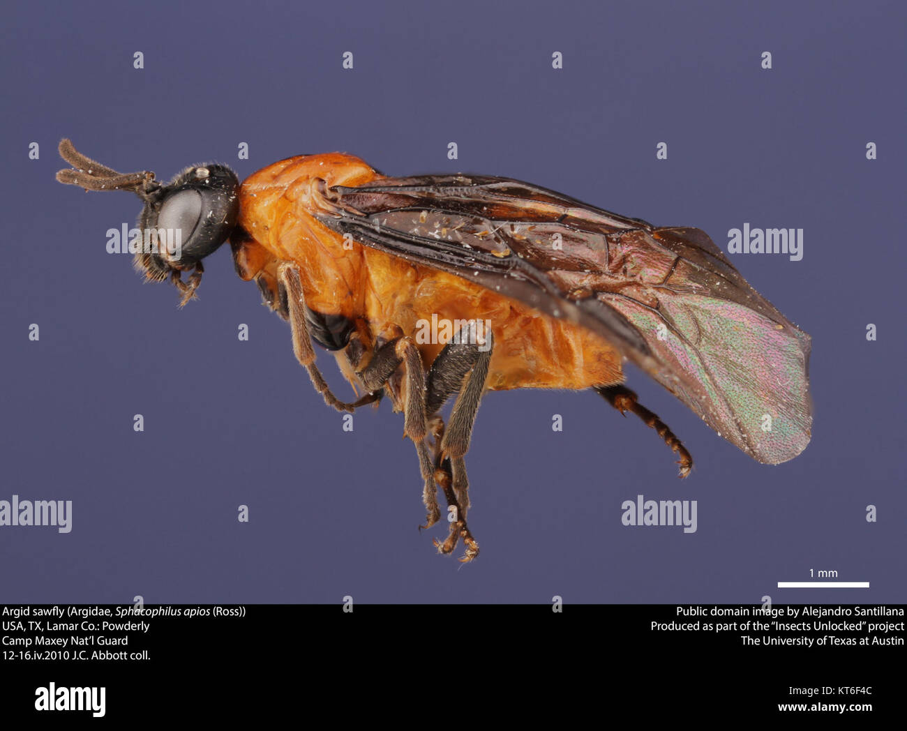 Family argidae hi-res stock photography and images - Alamy