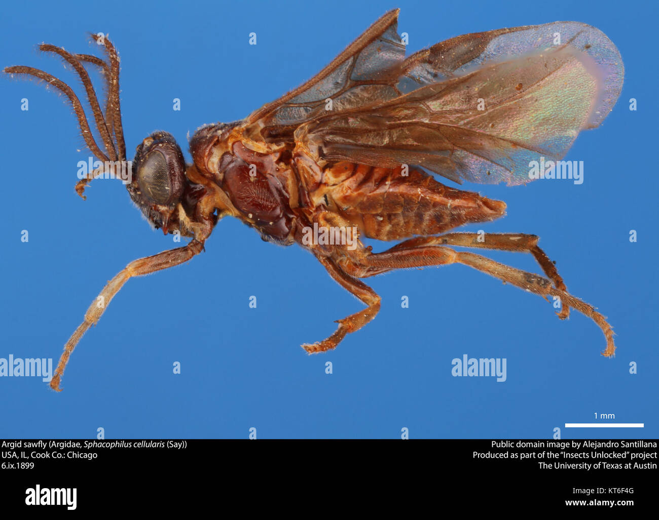 Family argidae hi-res stock photography and images - Alamy