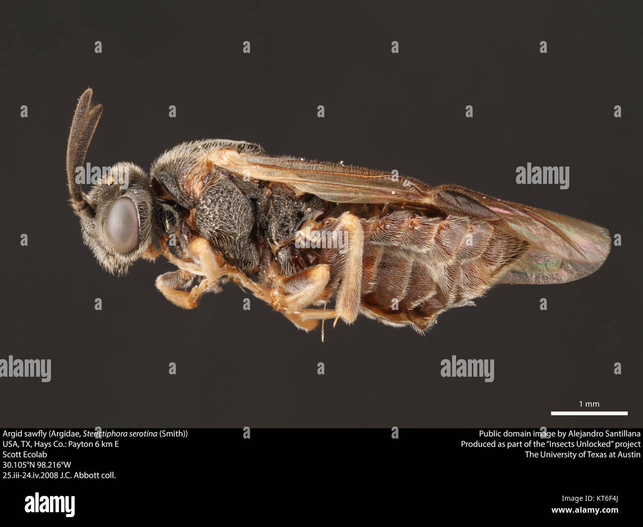 Sterictiphora hi-res stock photography and images - Alamy
