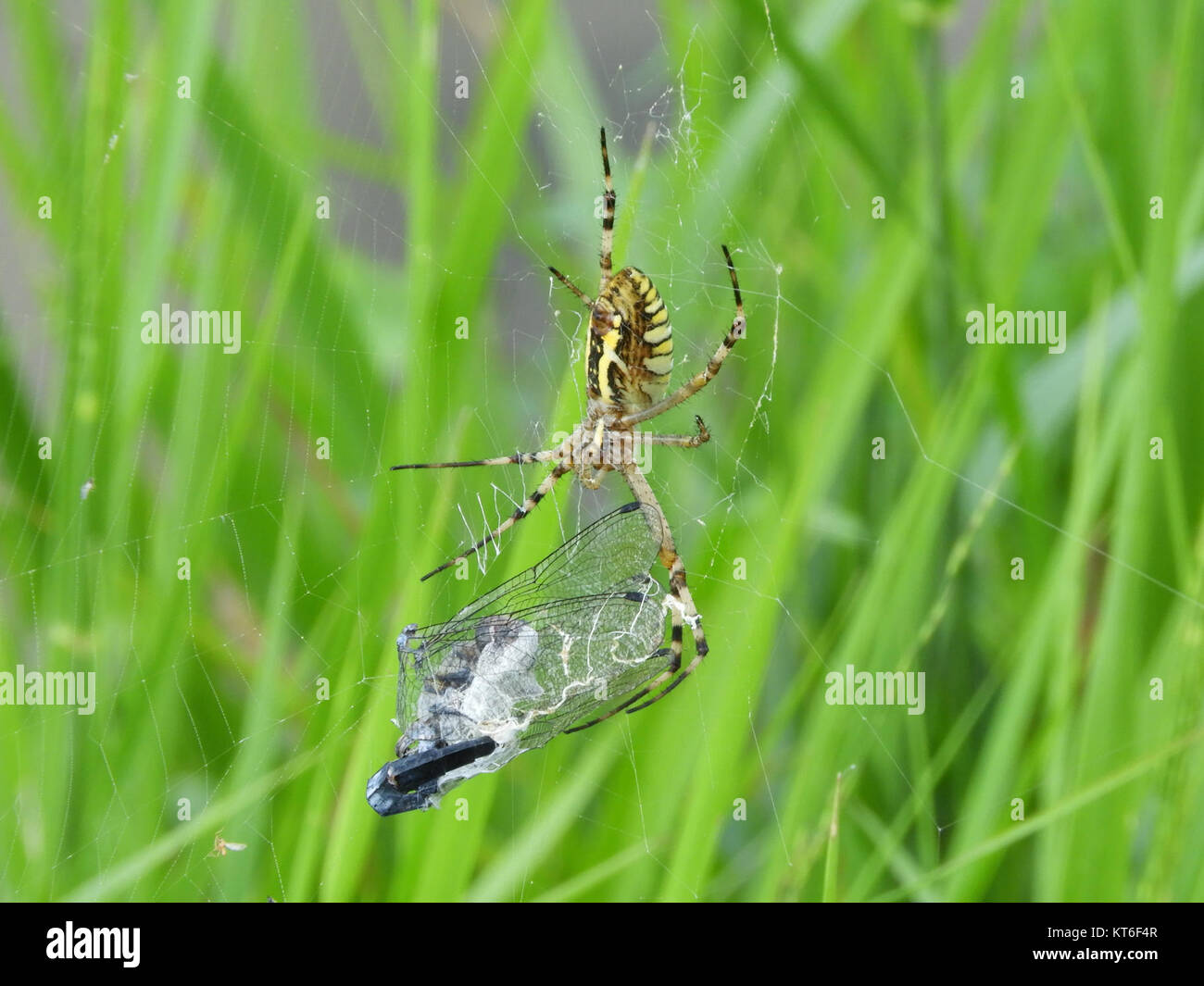 Argiope spider known garden hi-res stock photography and images - Alamy