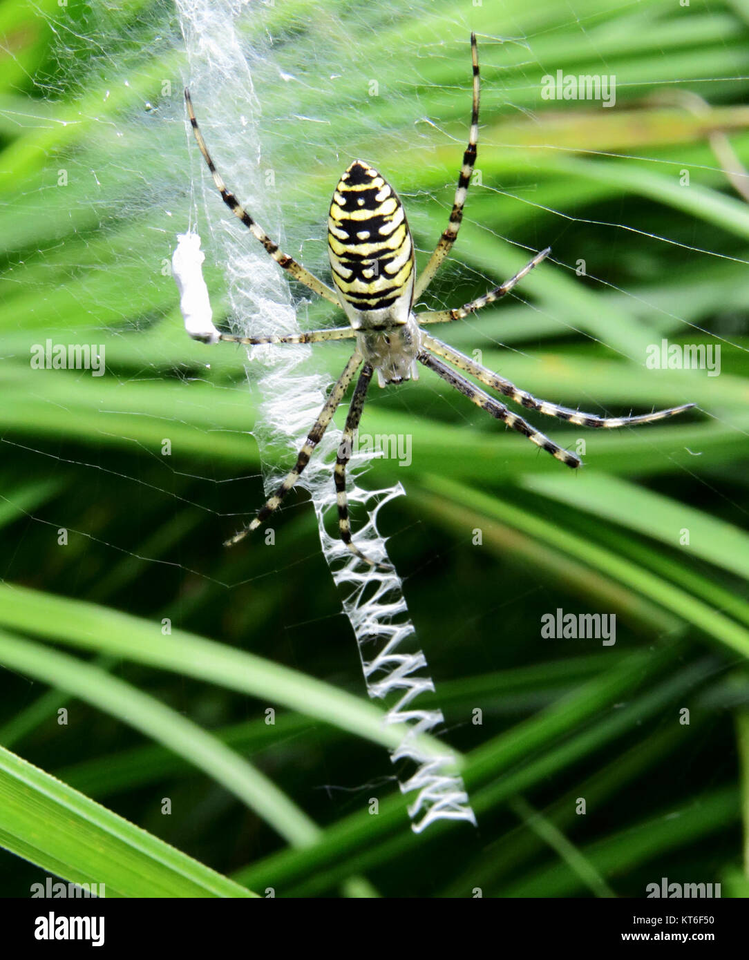 Argiope spider known garden hi-res stock photography and images - Alamy