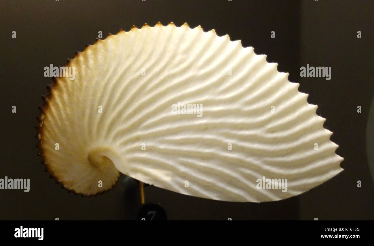 Argonauta hi-res stock photography and images - Alamy