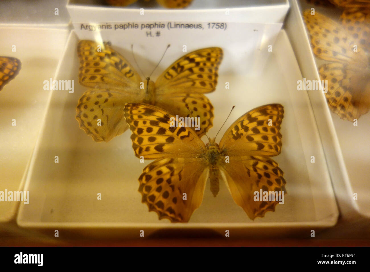 The Argynnis paphia, also known as the High Brown Fritillary, is a ...